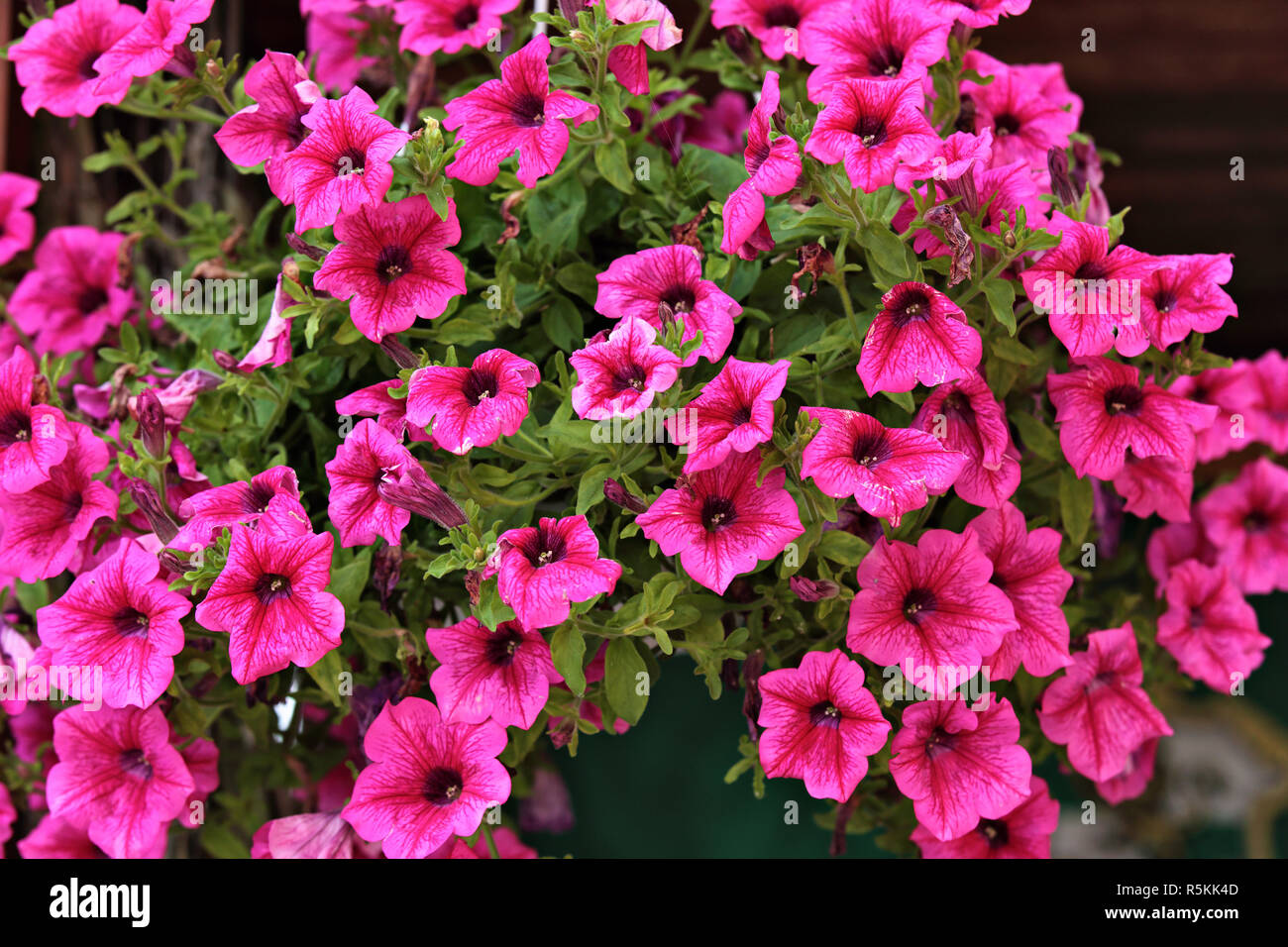 Petunia background. Flowers for arrangement of green spaces. Stimoryne ...