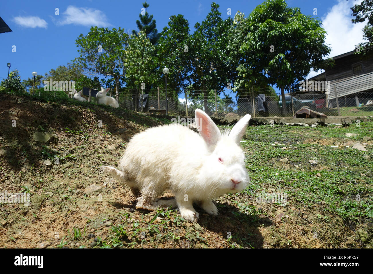 Cute rabbit in outdoor Stock Photo - Alamy