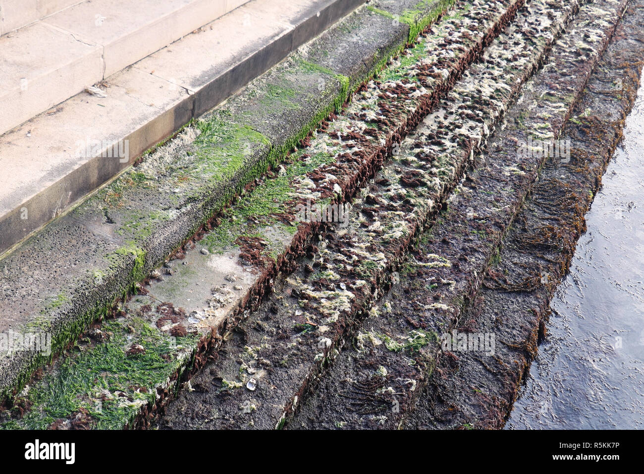 Algae on stairs Stock Photo - Alamy