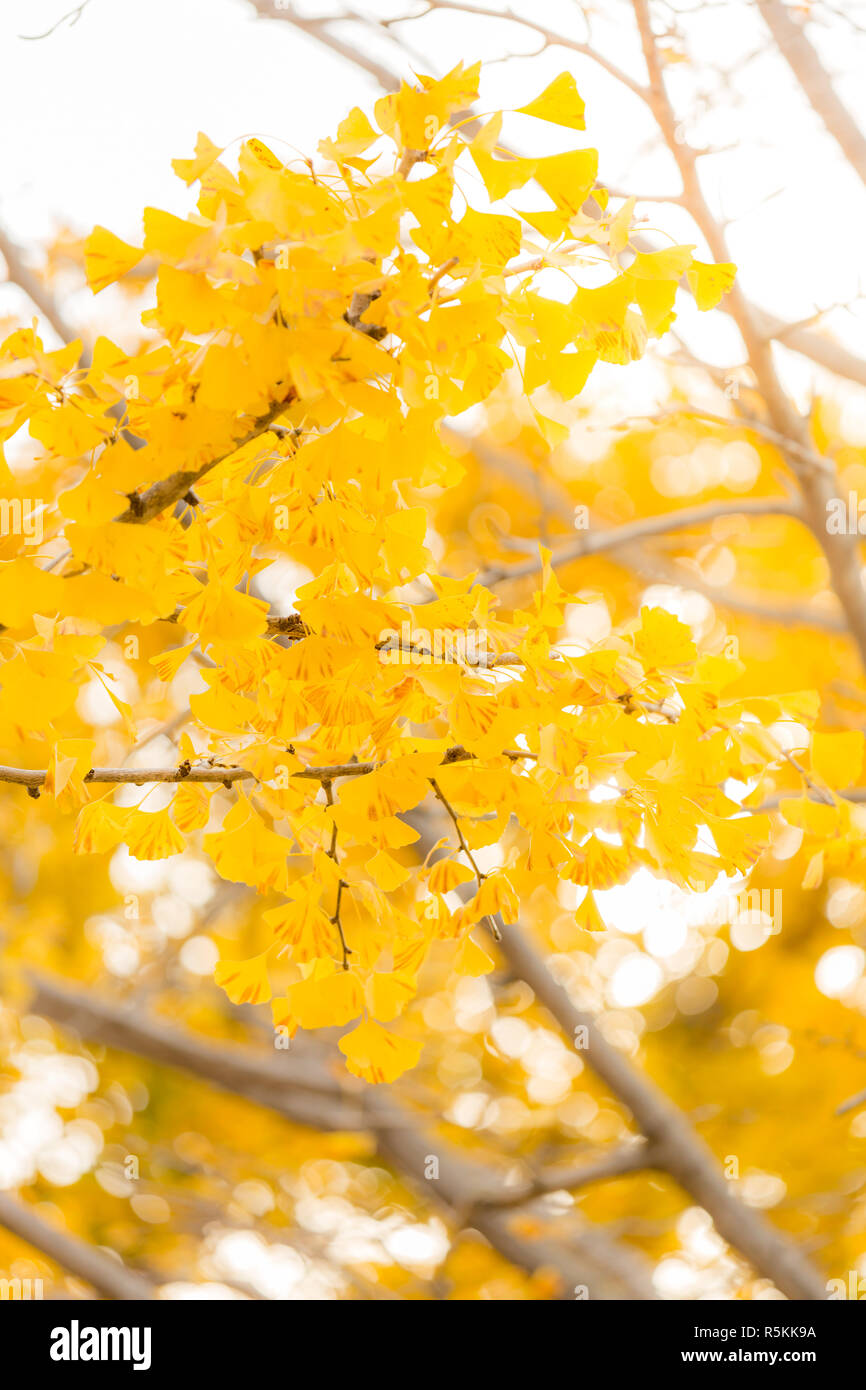 Ginkgo trees Autumn Stock Photo - Alamy