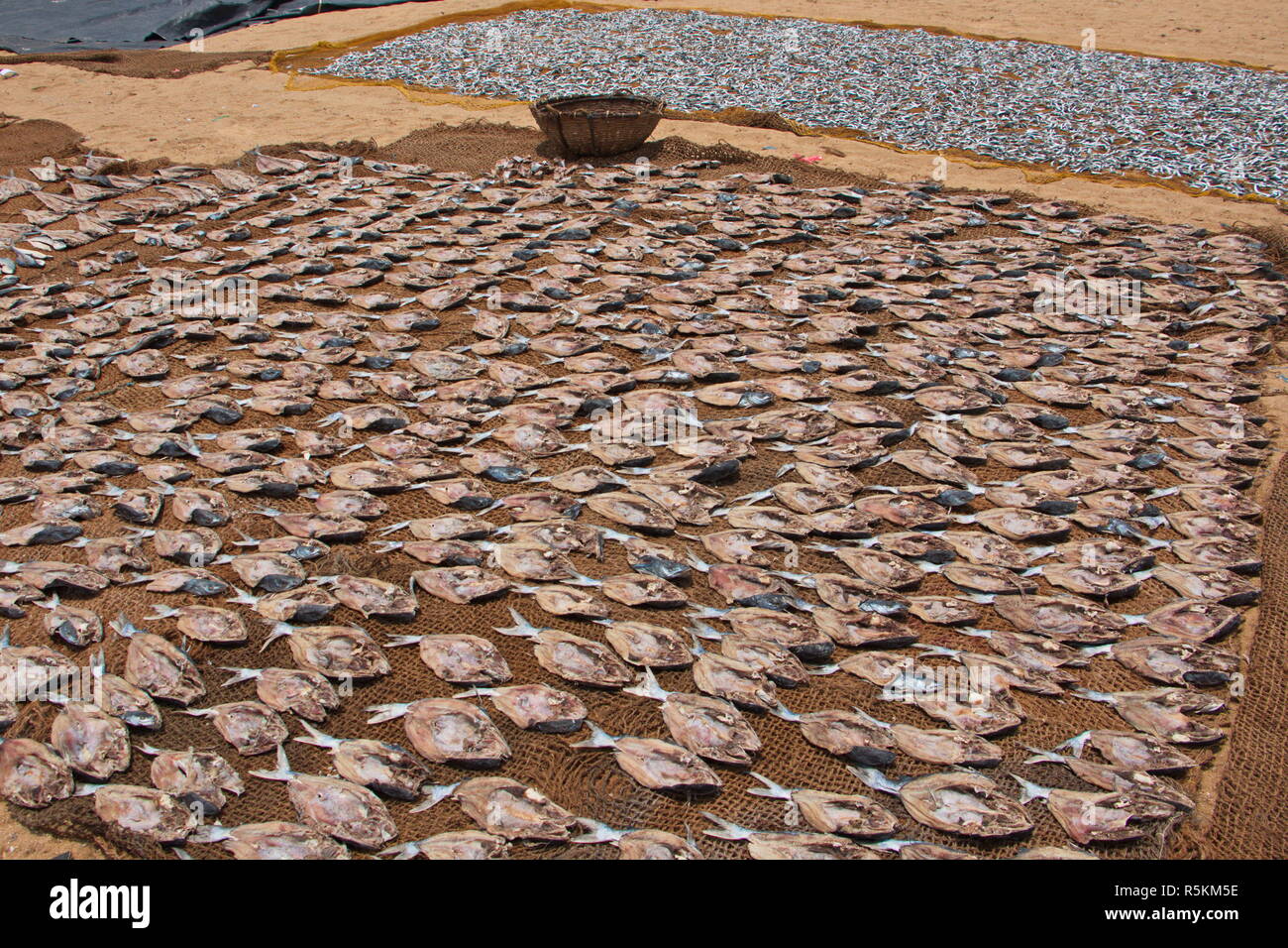 drying fish at the fish market in negombo Stock Photo - Alamy
