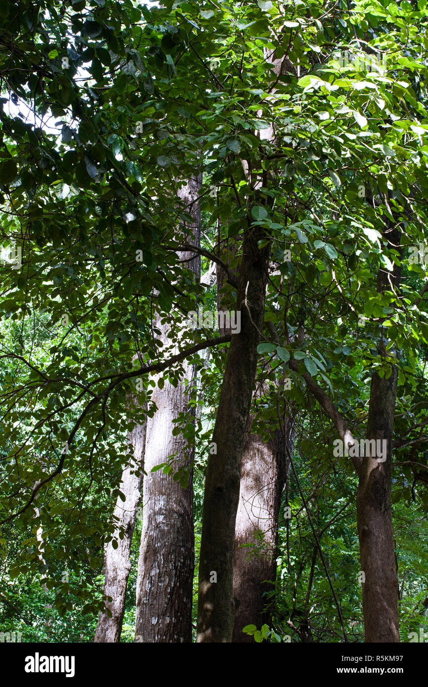 forest tree nature green foliage environment Stock Photo - Alamy