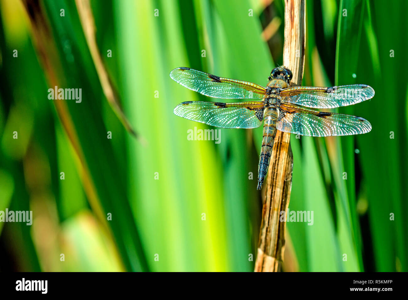 big blue arrow,male sitting on cattail Stock Photo - Alamy