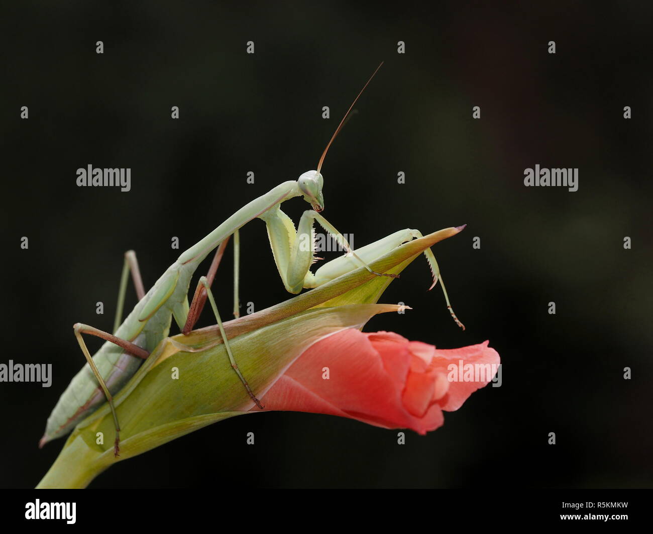 indian mantis - hierodula membranacea Stock Photo - Alamy