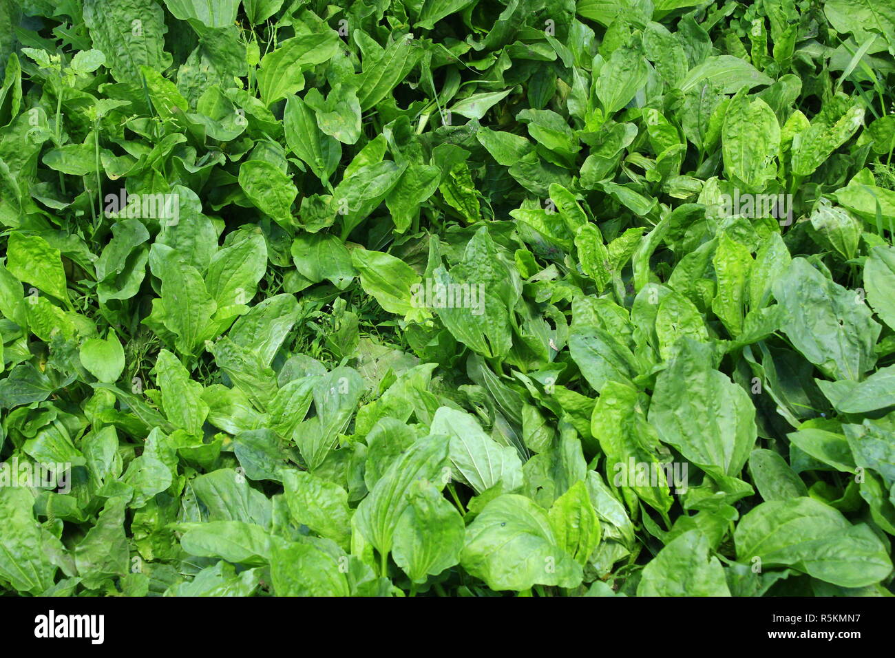 plants of ribwort Stock Photo - Alamy