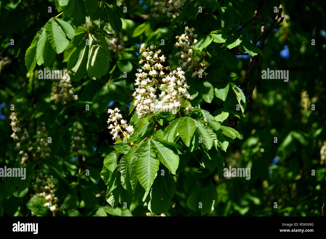 Strassenbaum hi-res stock photography and images - Alamy