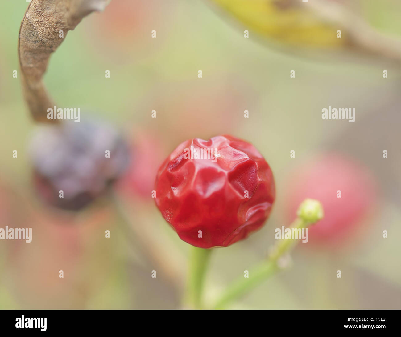 Red Ball Chilli Pepper Minimalism Stock Photo - Alamy