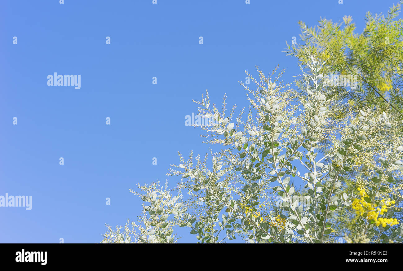 Australian wattle tree background with copy-space Stock Photo - Alamy