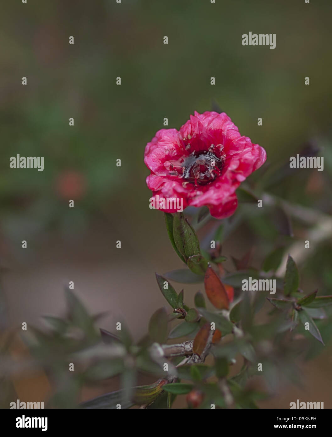 Leptospermum scoparium Burgundy Queen Stock Photo - Alamy