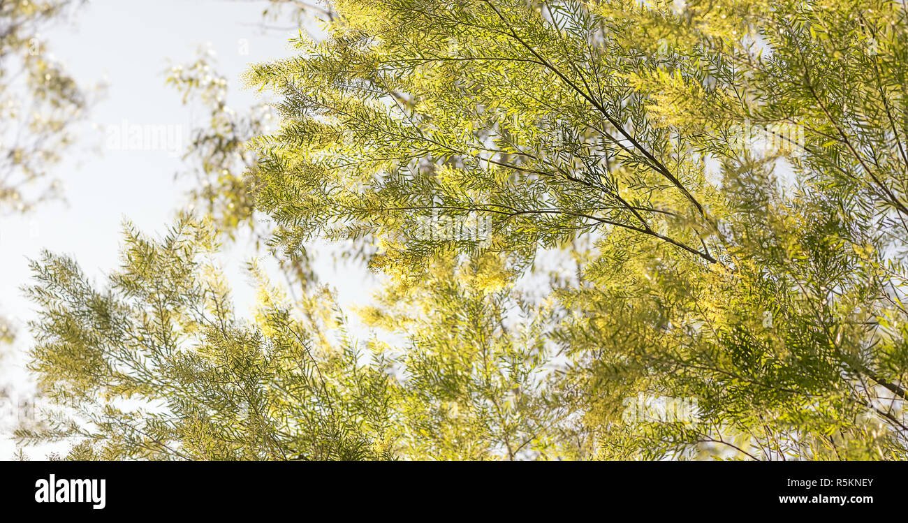 Australian native plant wattle flowers hi-res stock photography and ...