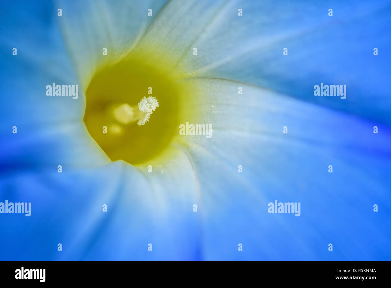 Flower carpel macro close hi-res stock photography and images - Alamy