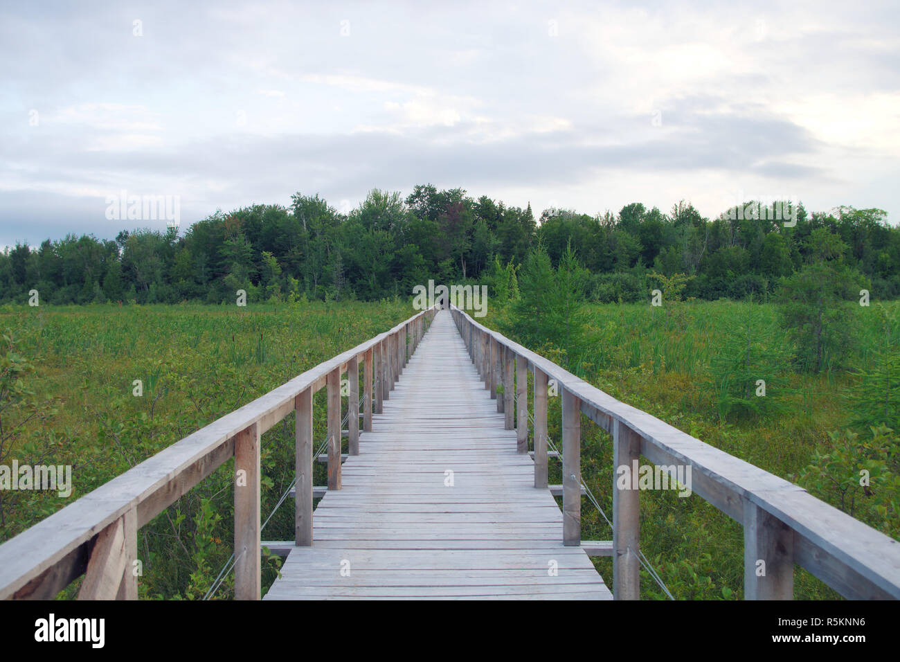 wood path bridge boardwalk green swamp landscape environment Stock ...