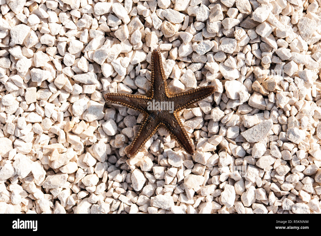 starfish on bright stony beach Stock Photo - Alamy