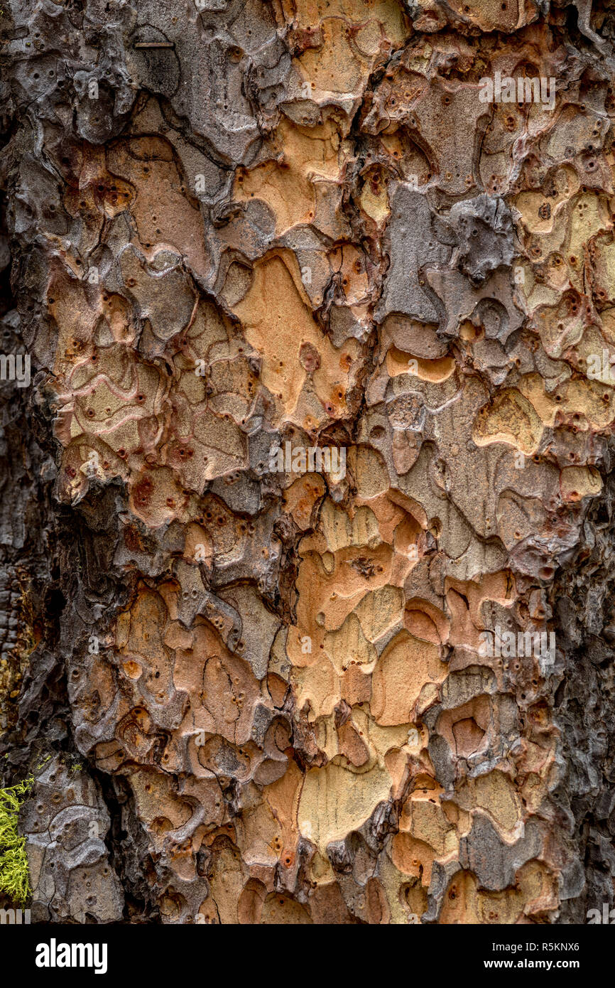 Abstract texture of tree bark with brown shades of color Stock Photo ...