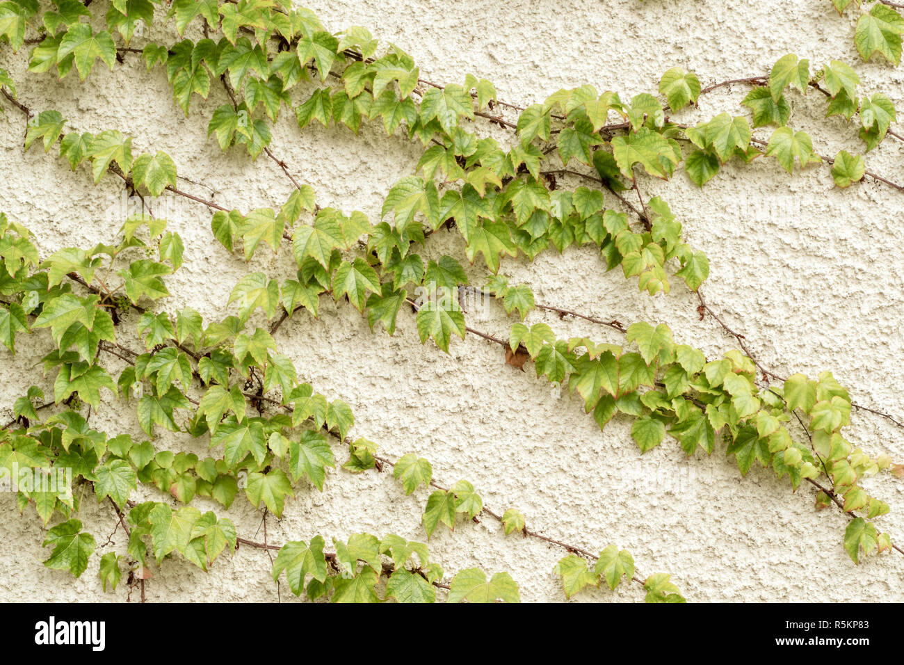 Ivy pieces hi-res stock photography and images - Alamy