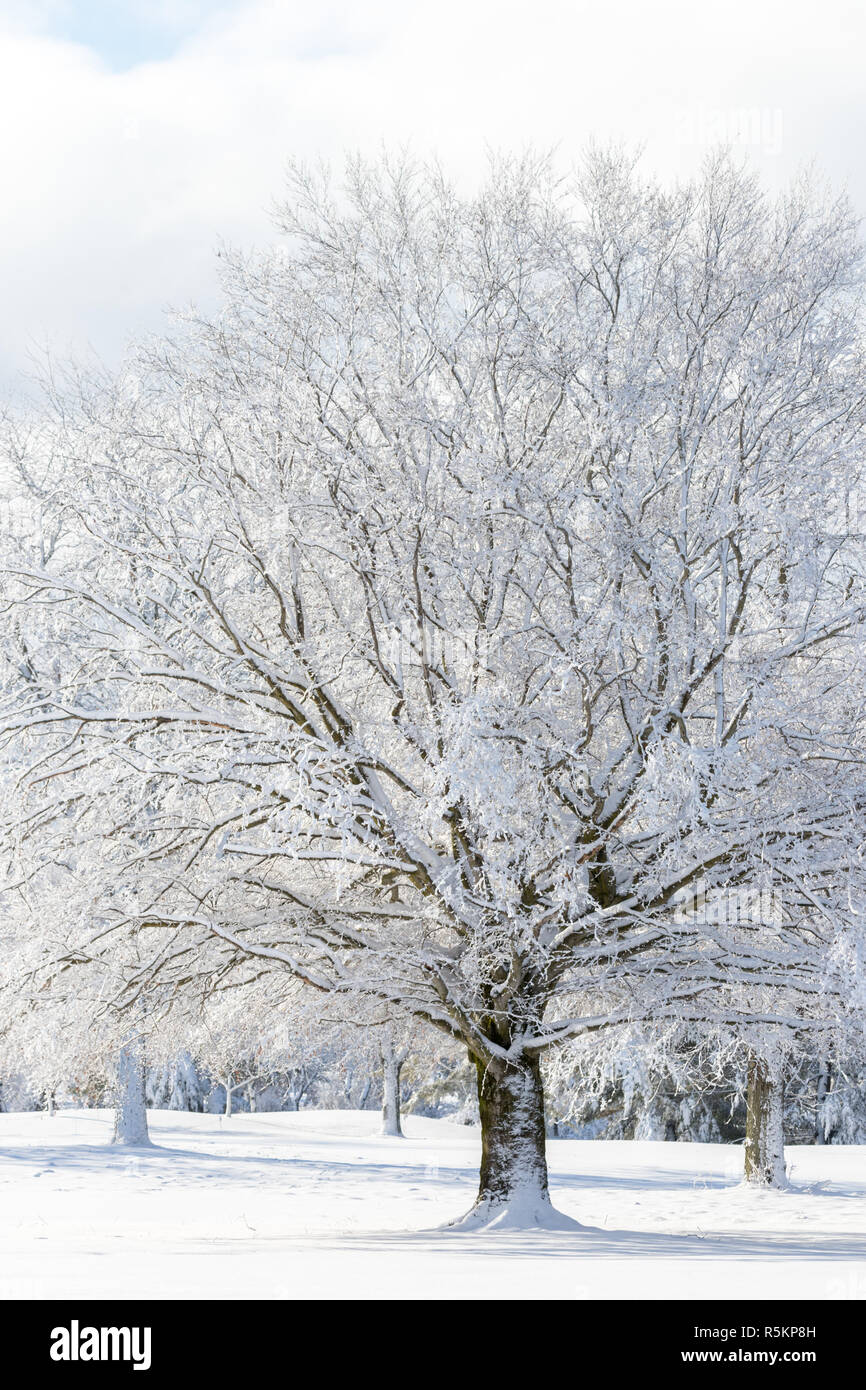 Ice tree branches hi-res stock photography and images - Alamy