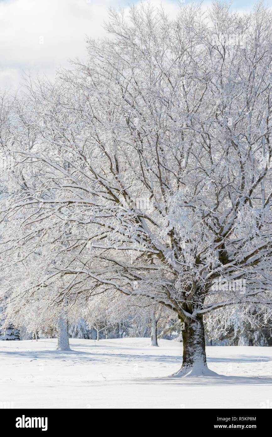 Ice tree branches hi-res stock photography and images - Alamy
