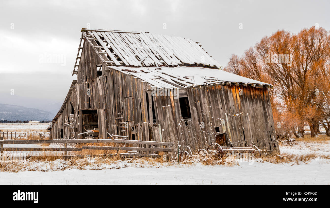 Wood barn falling over and a yellow willow tree in winter with snow on ...