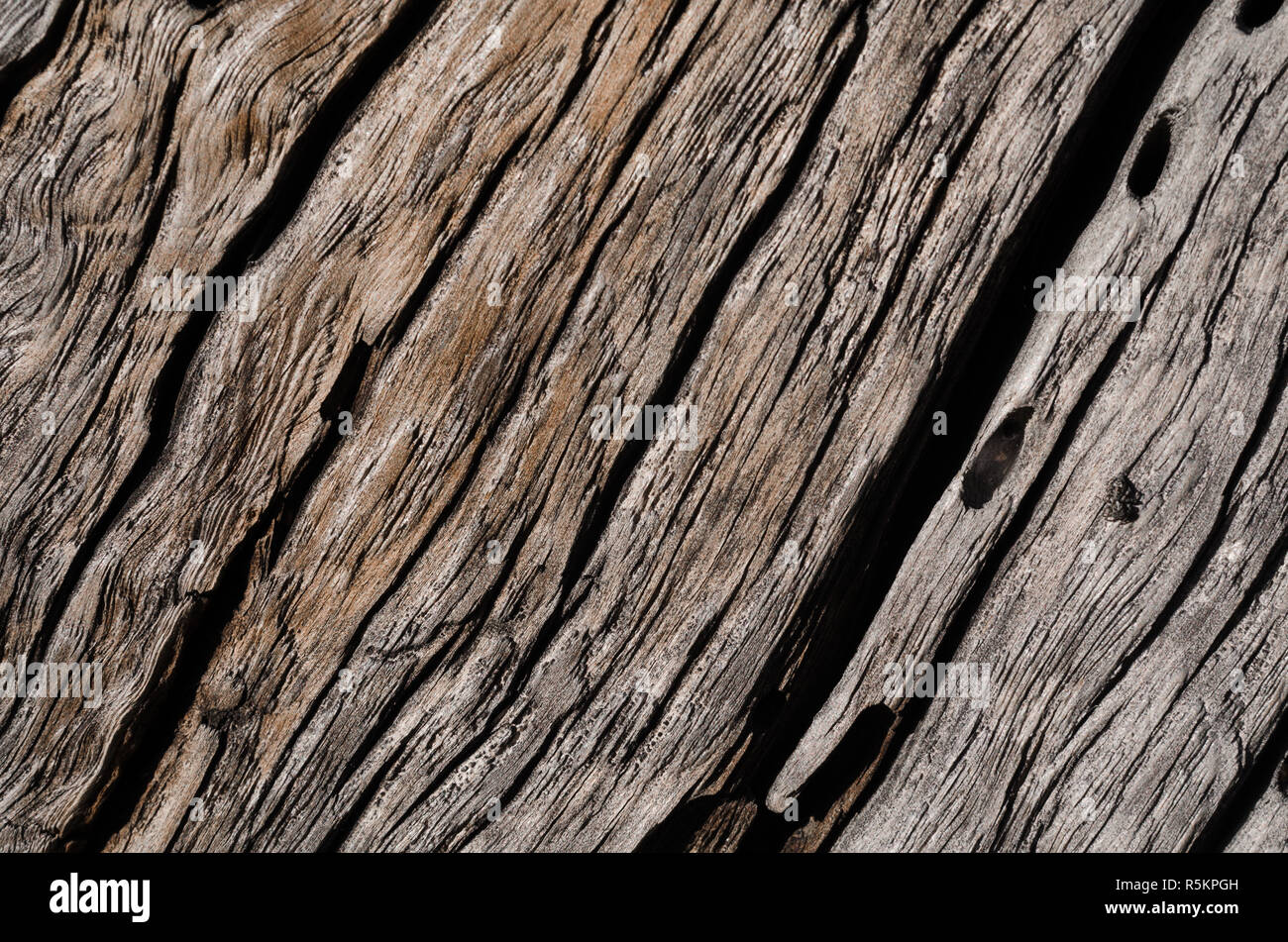 The texture is an old gray, rotten wooden board with large cracks Stock ...