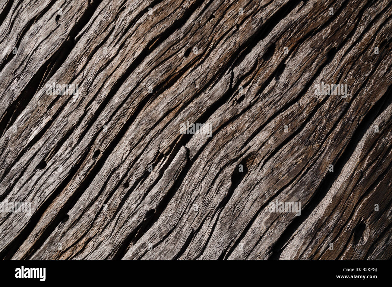 The texture is an old gray rotten tree with deep wavy cracks Stock ...