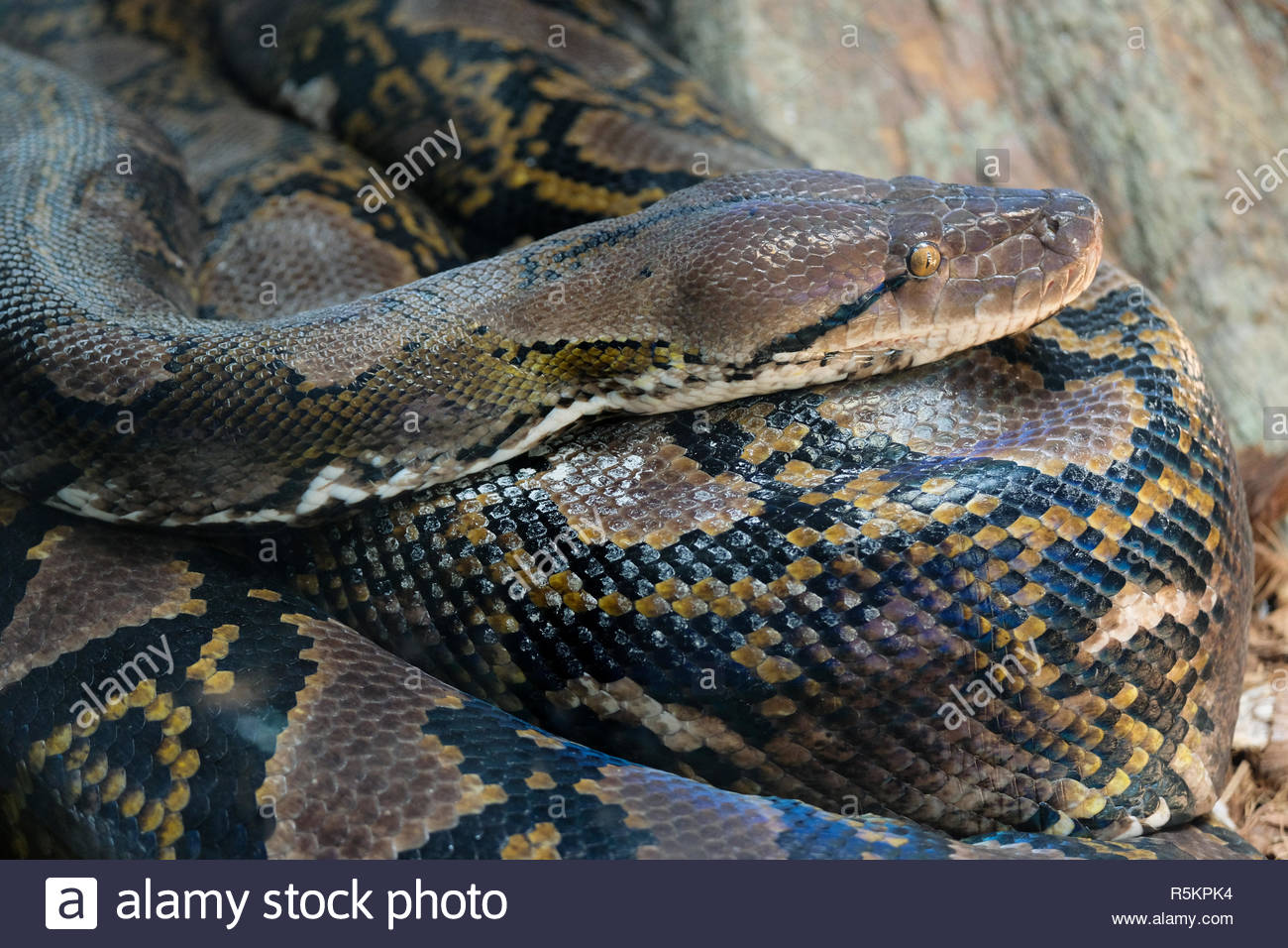 Large Yellow Snake Python Stock Photos & Large Yellow Snake Python ...