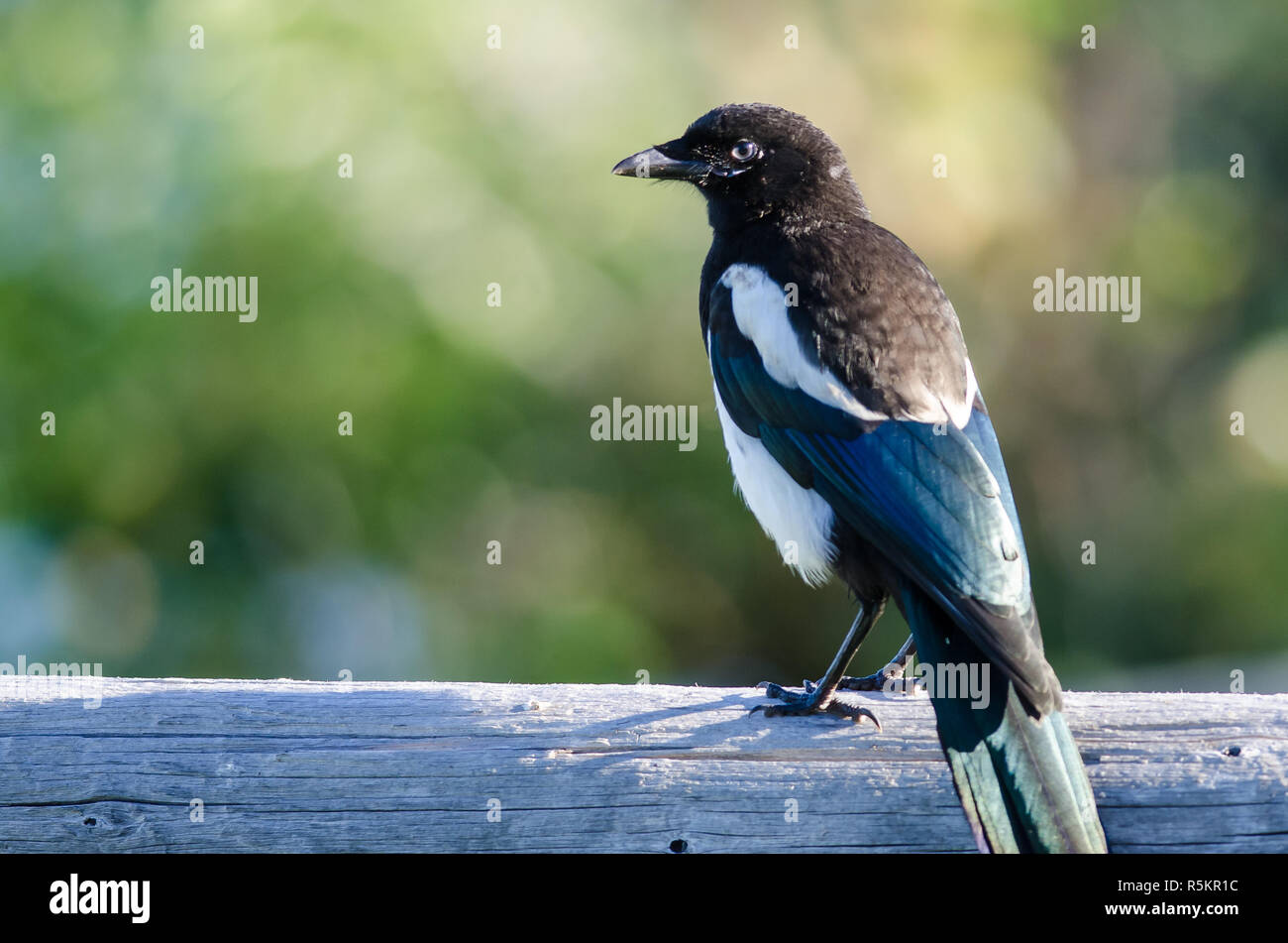 Magpie on fence rail hi-res stock photography and images - Alamy