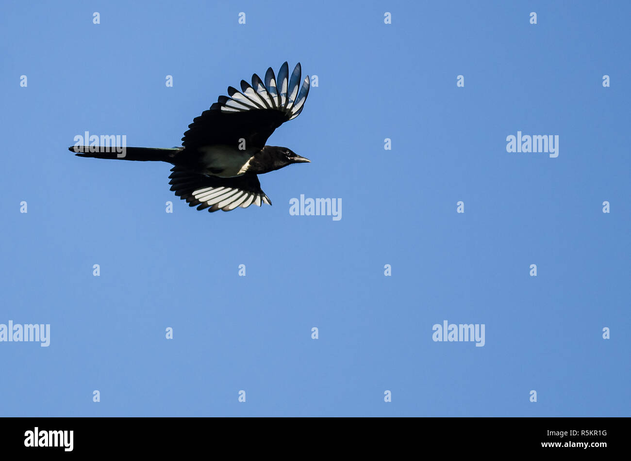 Magpie blue hi-res stock photography and images - Alamy