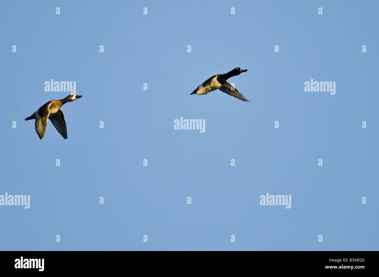 Flying ring necked duck hi-res stock photography and images - Alamy