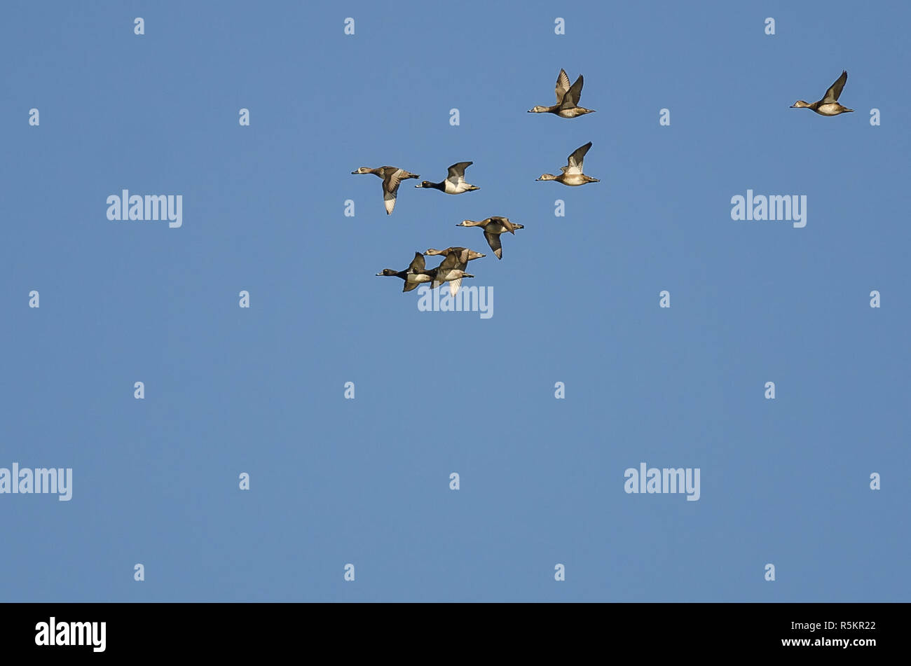 Ring necked duck group hi-res stock photography and images - Alamy