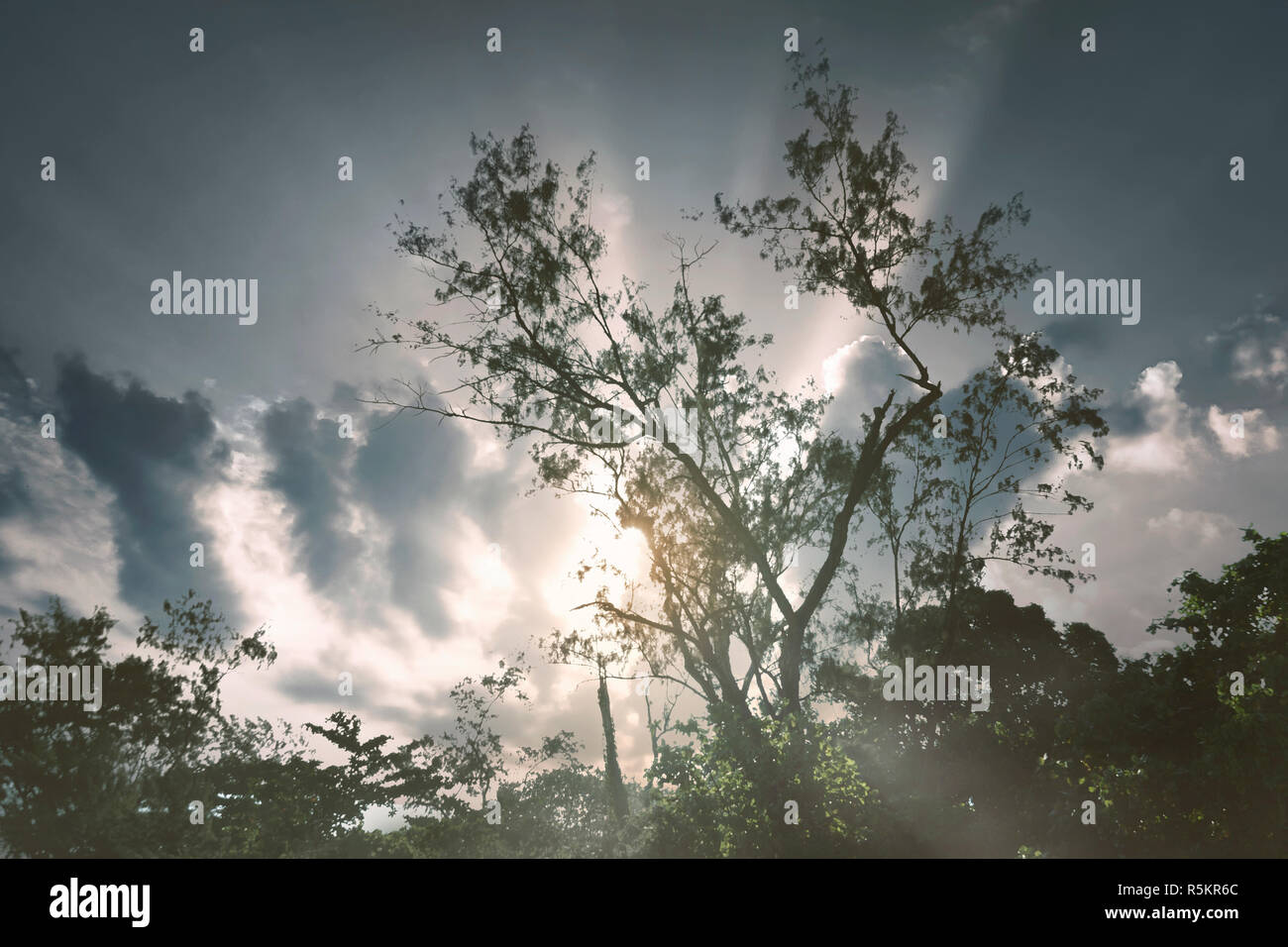 View of trees in the sun Stock Photo - Alamy