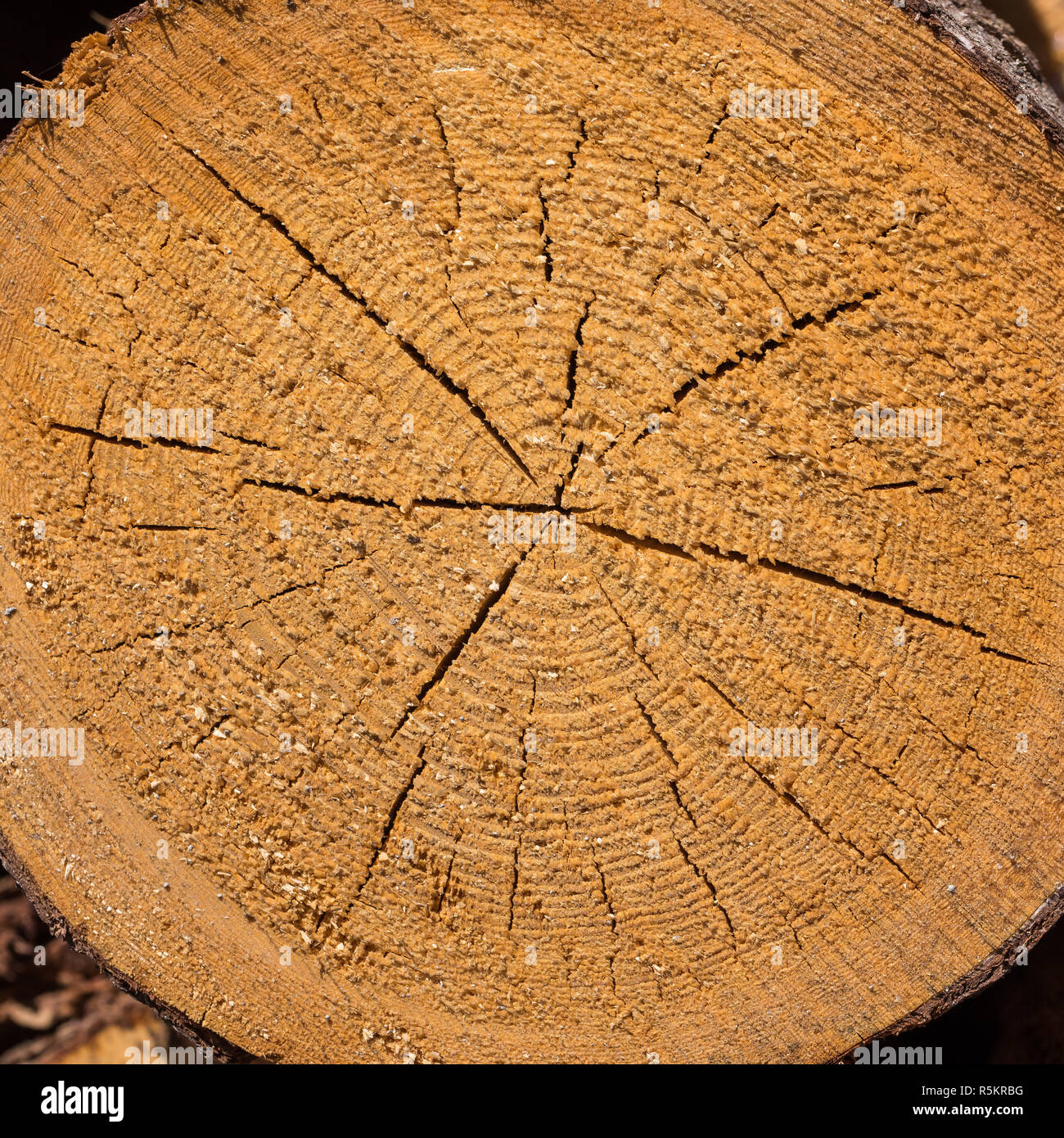Cut teak logs hi-res stock photography and images - Alamy