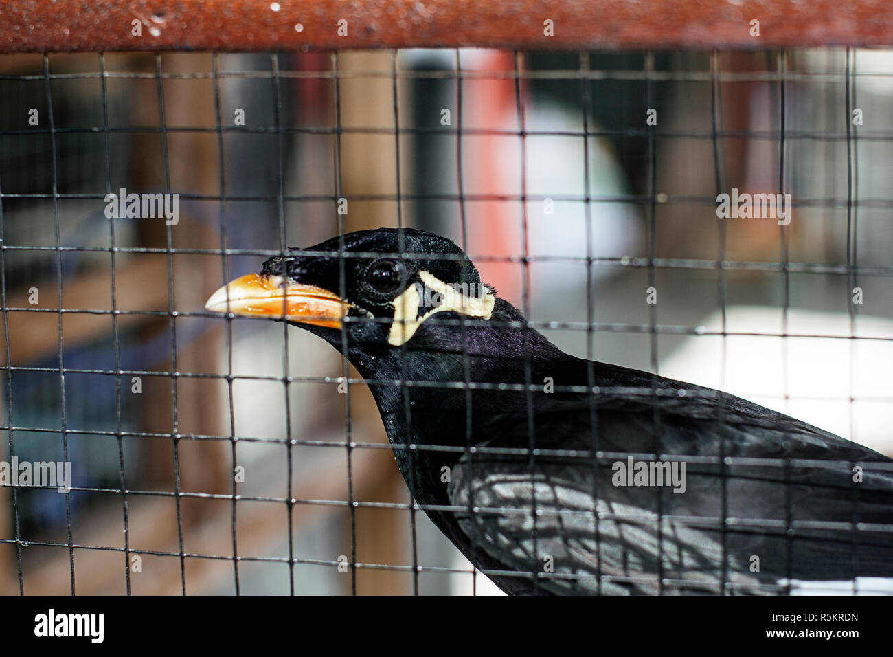 black bird sian yellow beak elegant Stock Photo - Alamy