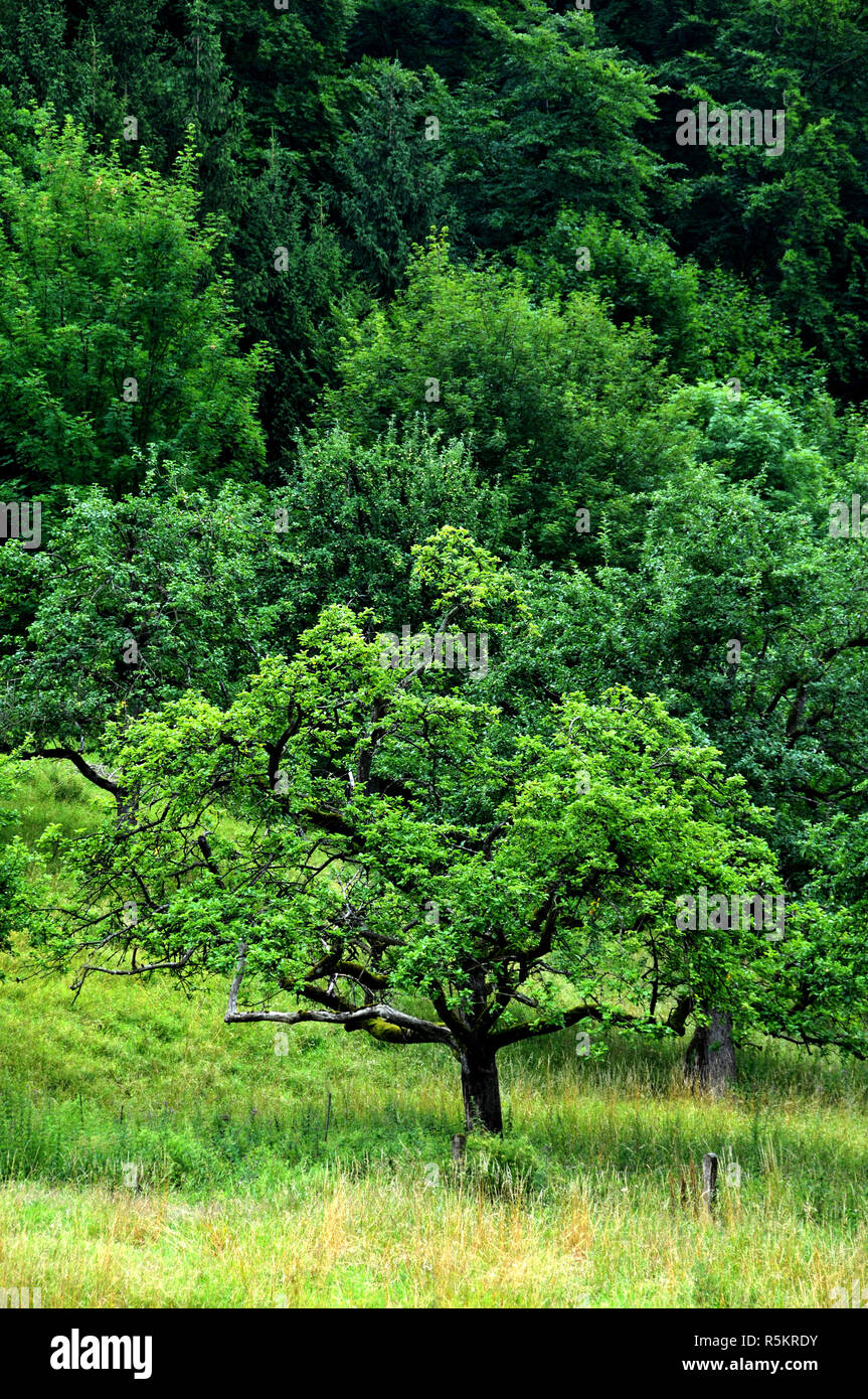 tree,meadow,forest in greene Stock Photo - Alamy
