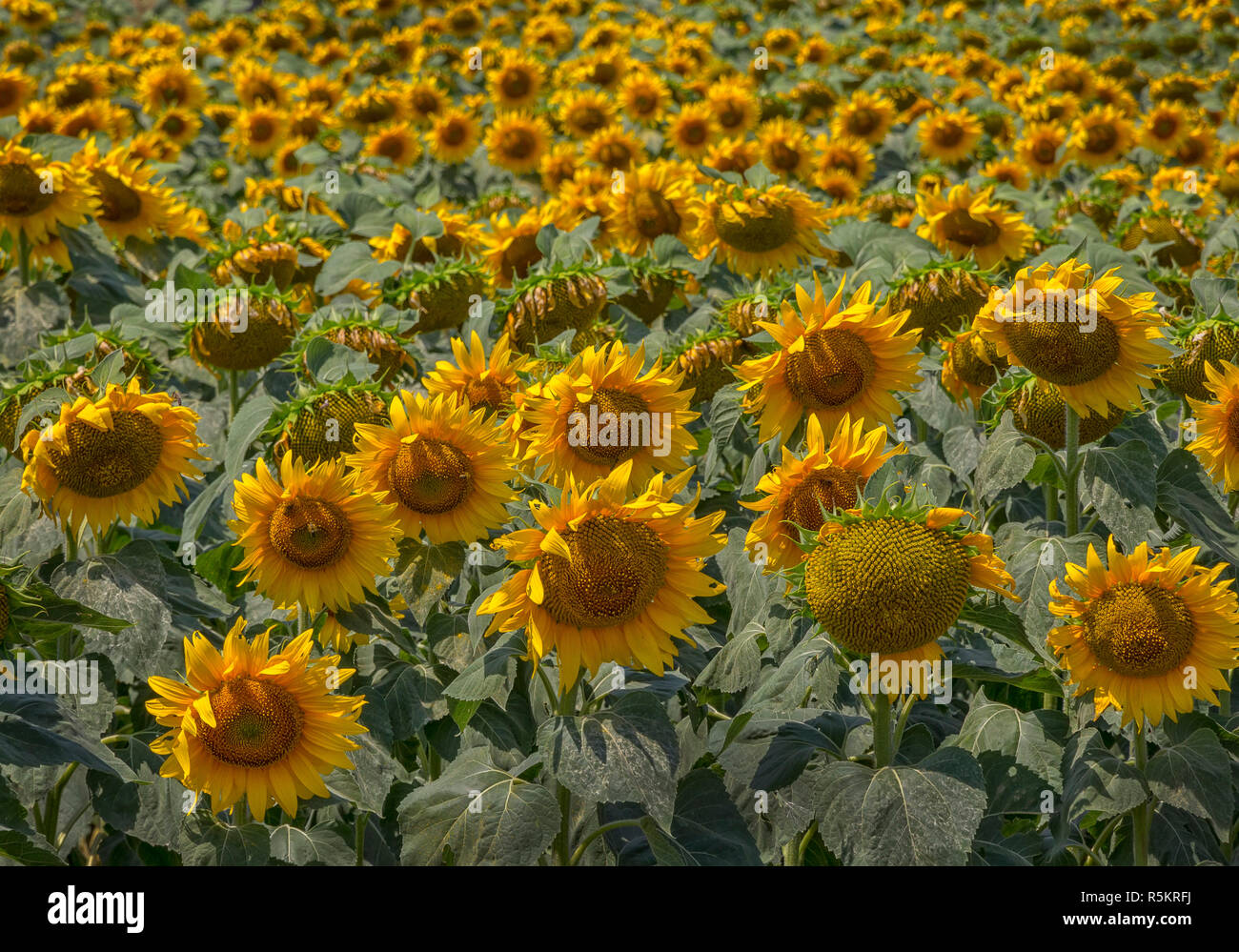Sunflower field landscape. field of blooming sunflowers Sunflower ...