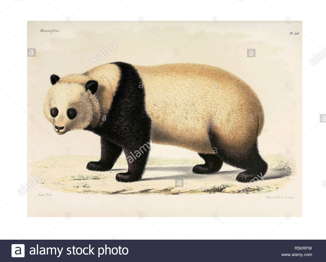 Printable Panda High Resolution Stock Photography and Images - Alamy