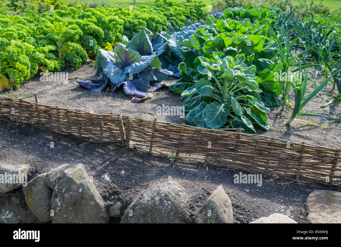 vegetable garden with homemade vegetables Stock Photo - Alamy