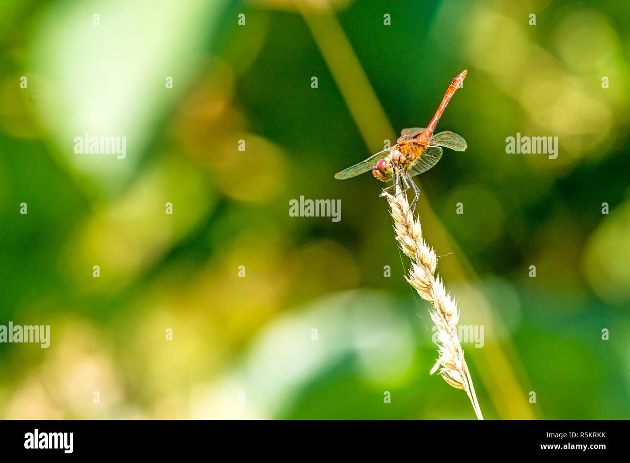 Male darters hi-res stock photography and images - Alamy