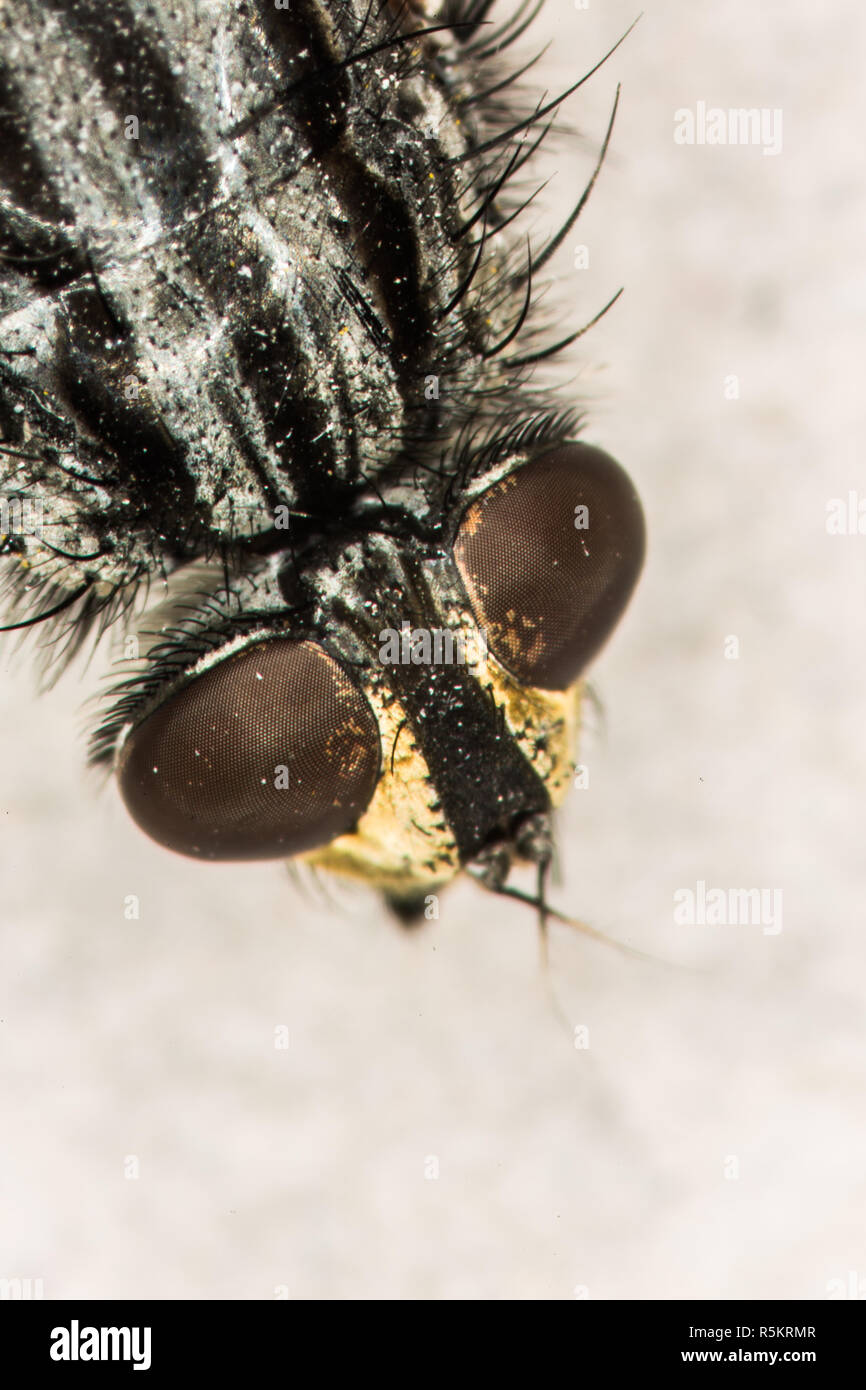 fly head with compound eyes Stock Photo - Alamy