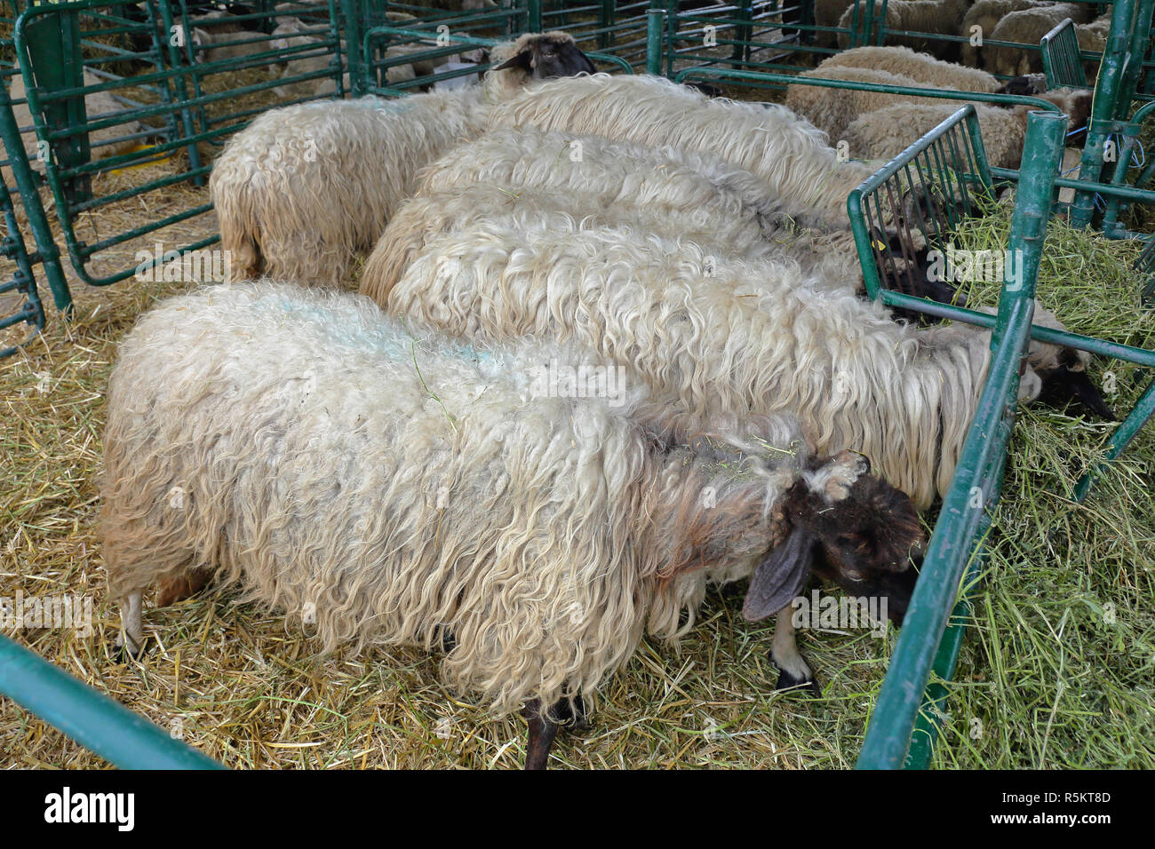 Sheeps pen hi-res stock photography and images - Alamy