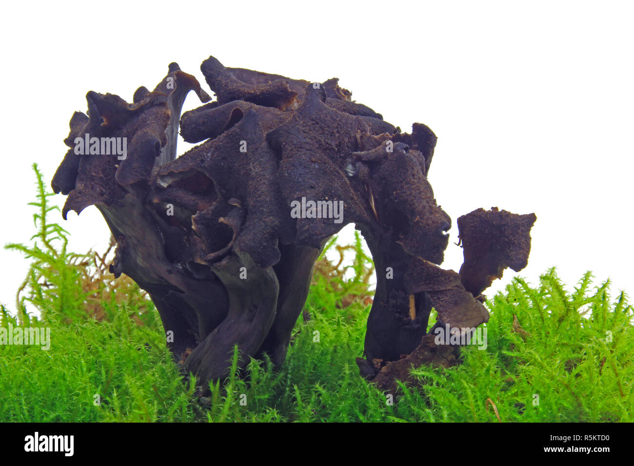 Trumpet of death mushroom hi-res stock photography and images - Alamy
