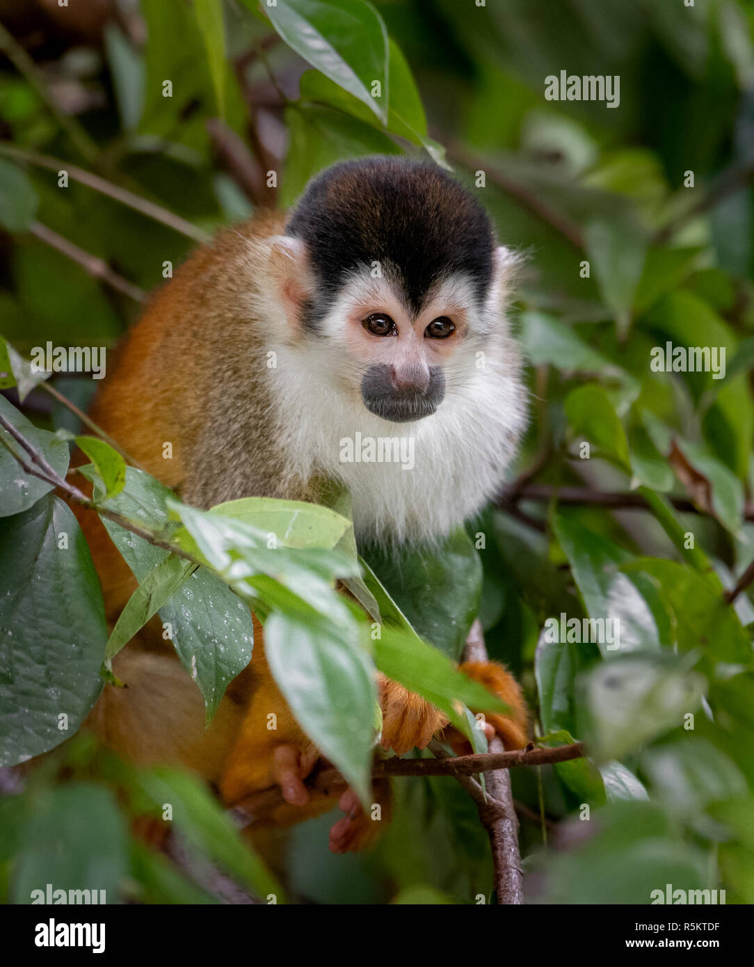 A monkey in Costa Rica Stock Photo - Alamy