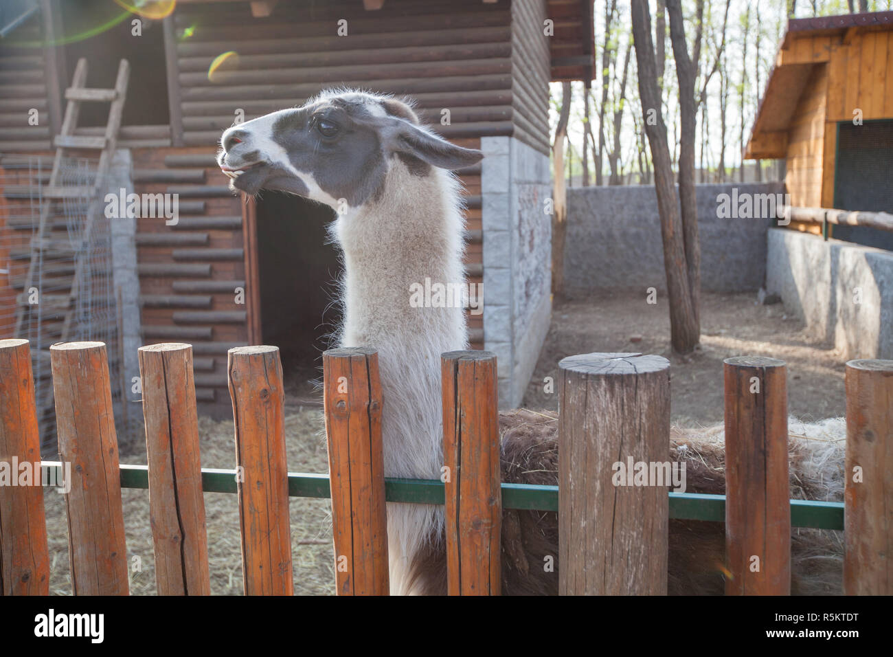 Lama animal hi-res stock photography and images - Alamy