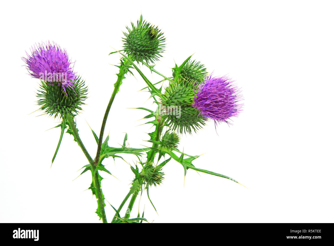 common thistle (cirsium vulgare Stock Photo - Alamy
