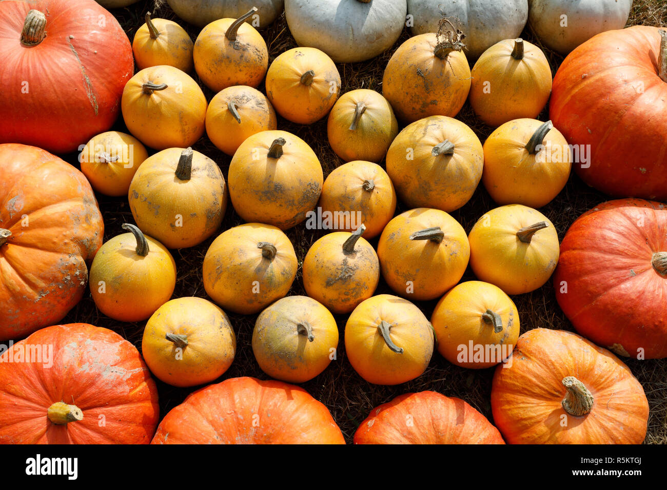Natural lawn ornaments hi-res stock photography and images - Alamy