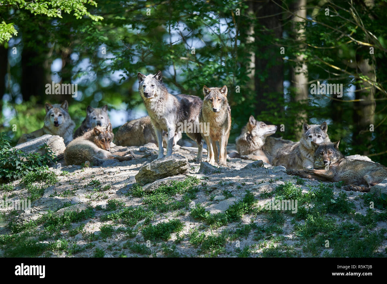 wolf pack in the sun Stock Photo - Alamy