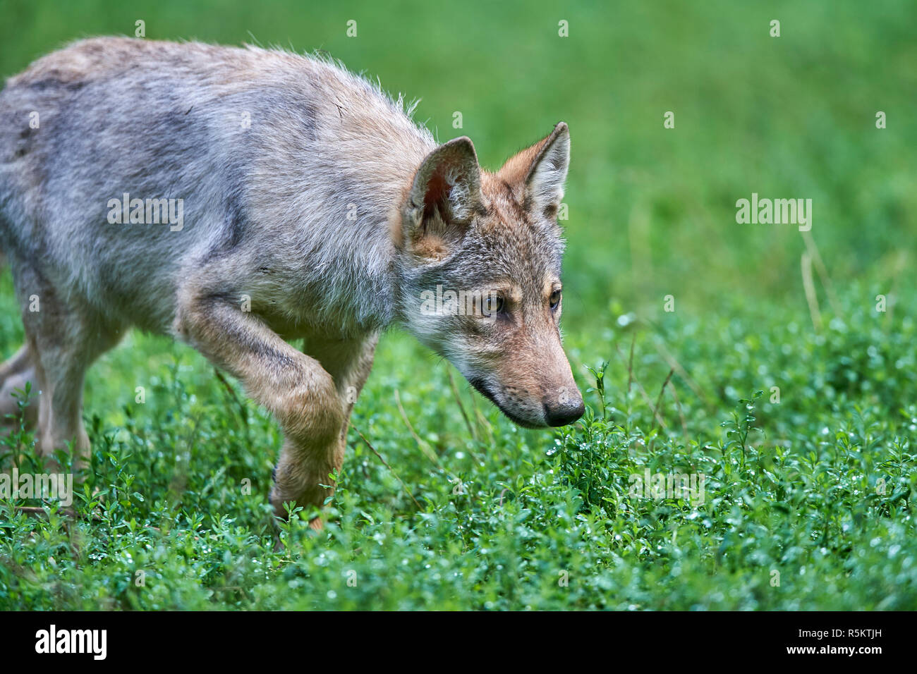 young wolf on meadow Stock Photo - Alamy