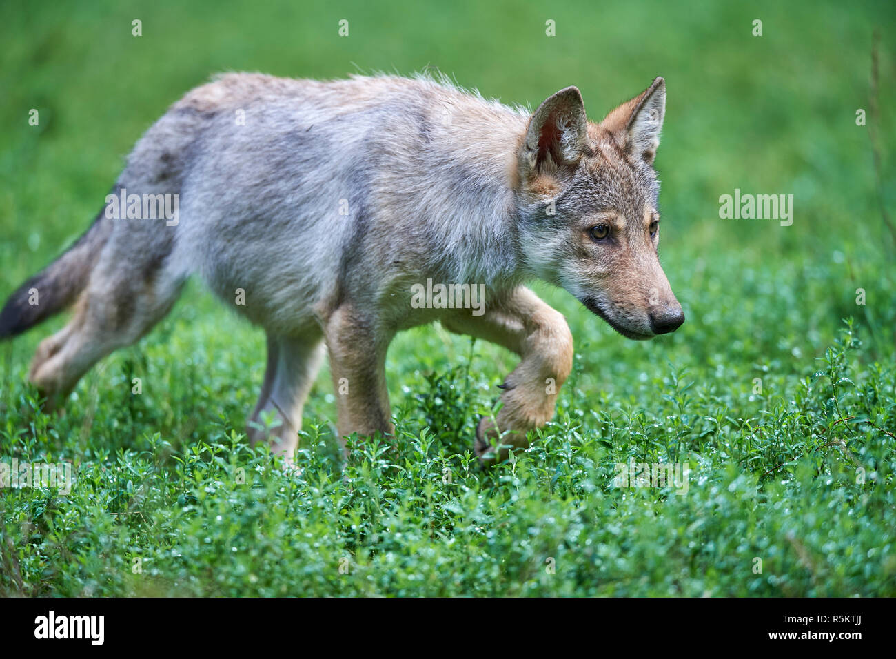 young wolf on meadow Stock Photo - Alamy