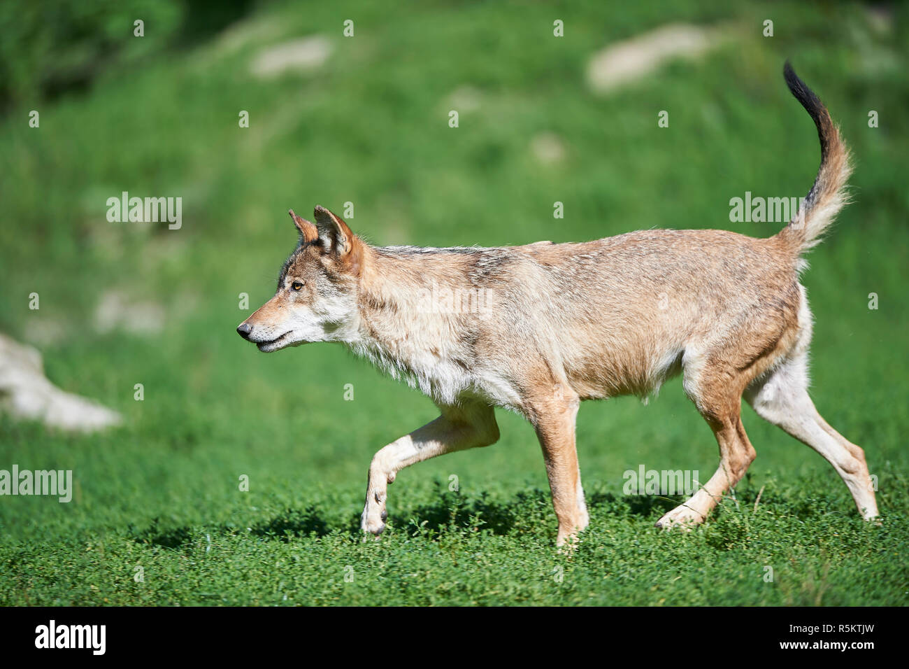 Pack of wolves running hi-res stock photography and images - Alamy