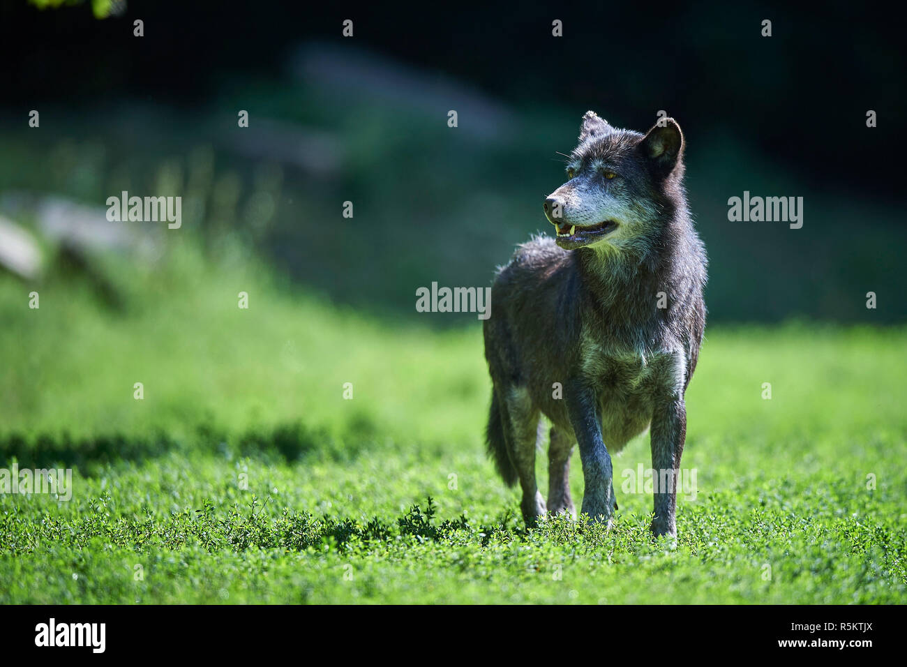 gray wolf on the meadow Stock Photo - Alamy
