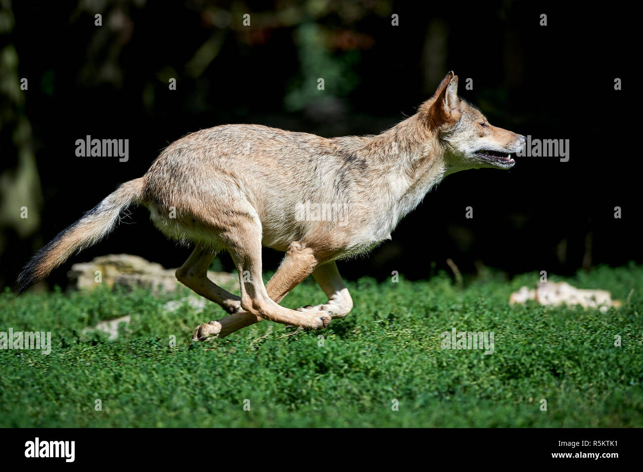 Wolf racing hi-res stock photography and images - Alamy